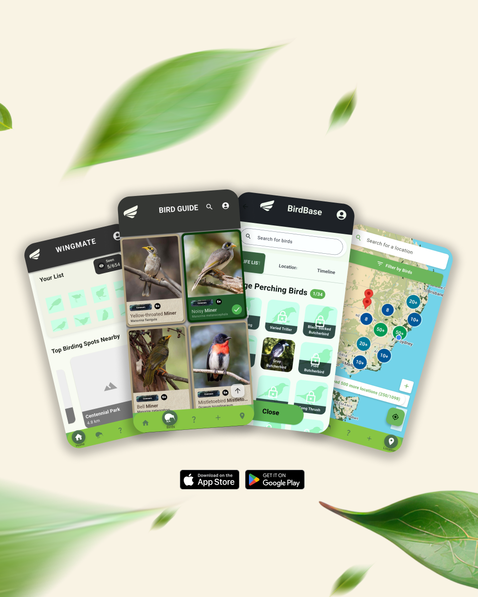 Best Bird App Australia | Identify 600+ Species Free - Wingmate | Spot ...